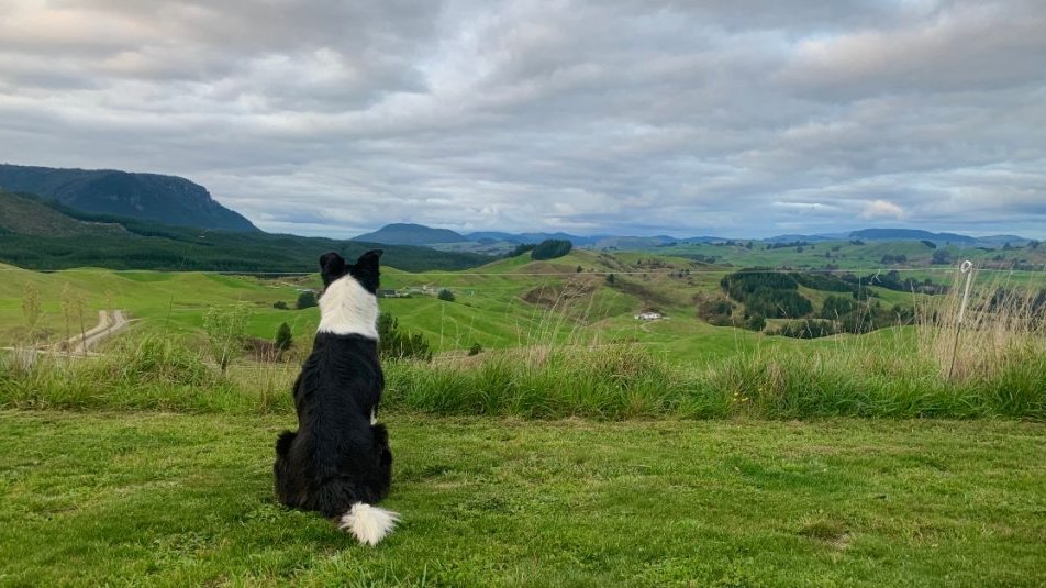 A border collie nomád, vagány verziója: a New Zealand Heading Dog