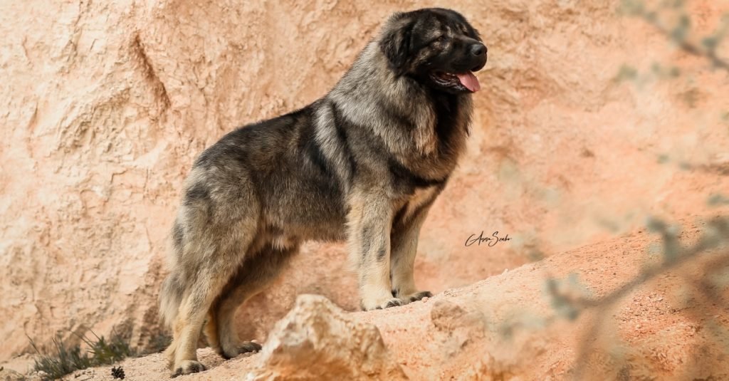 Don’t raise them to be bullies! The Caucasian Shepherd Dog