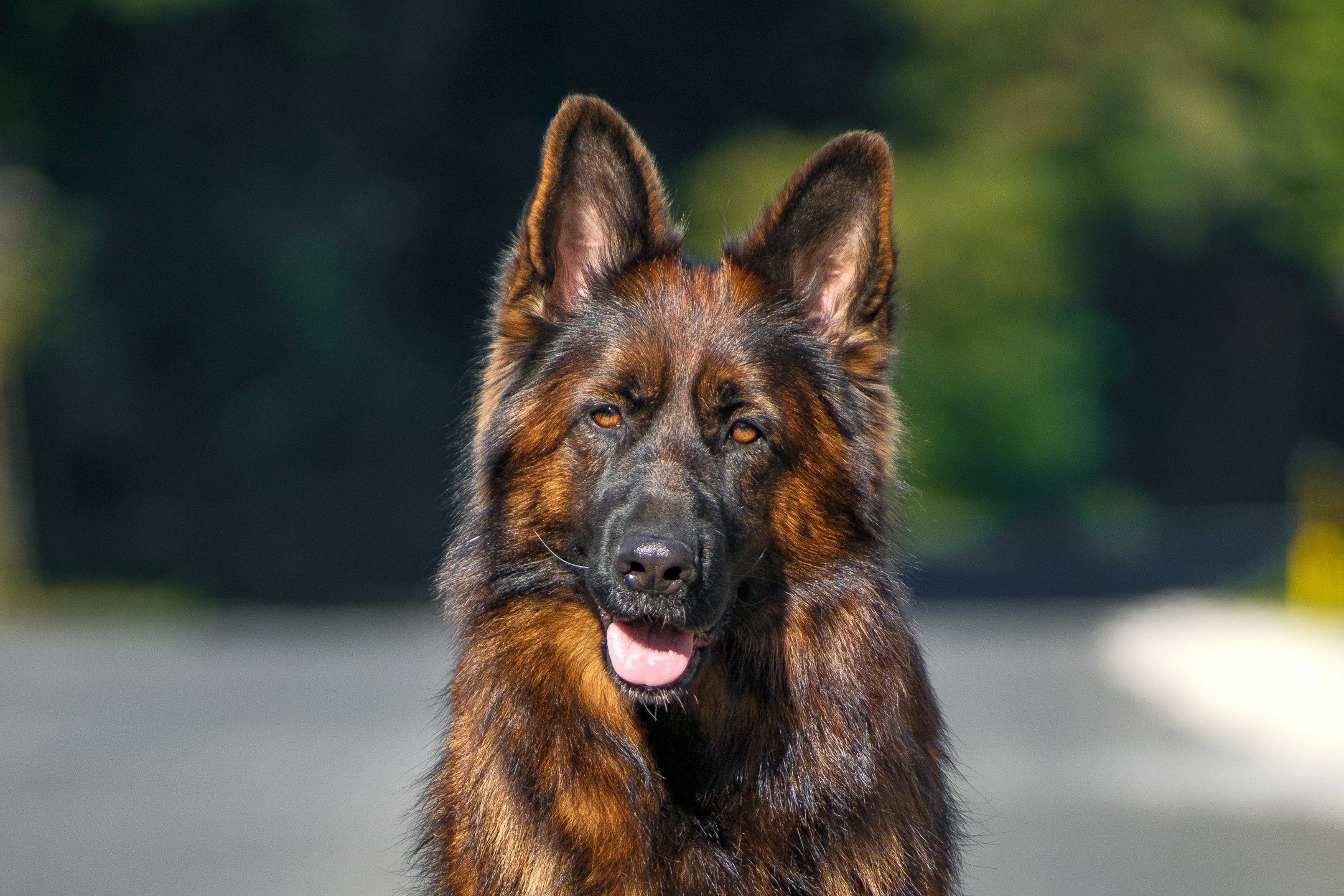Így válnak népszerűbbé a fajták, ha filmben is szerepelnek | We love Dogz