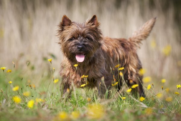 Cairn terrier: 5 meglepő érdekesség a kicsi, de annál bátrabb kutyáról ...