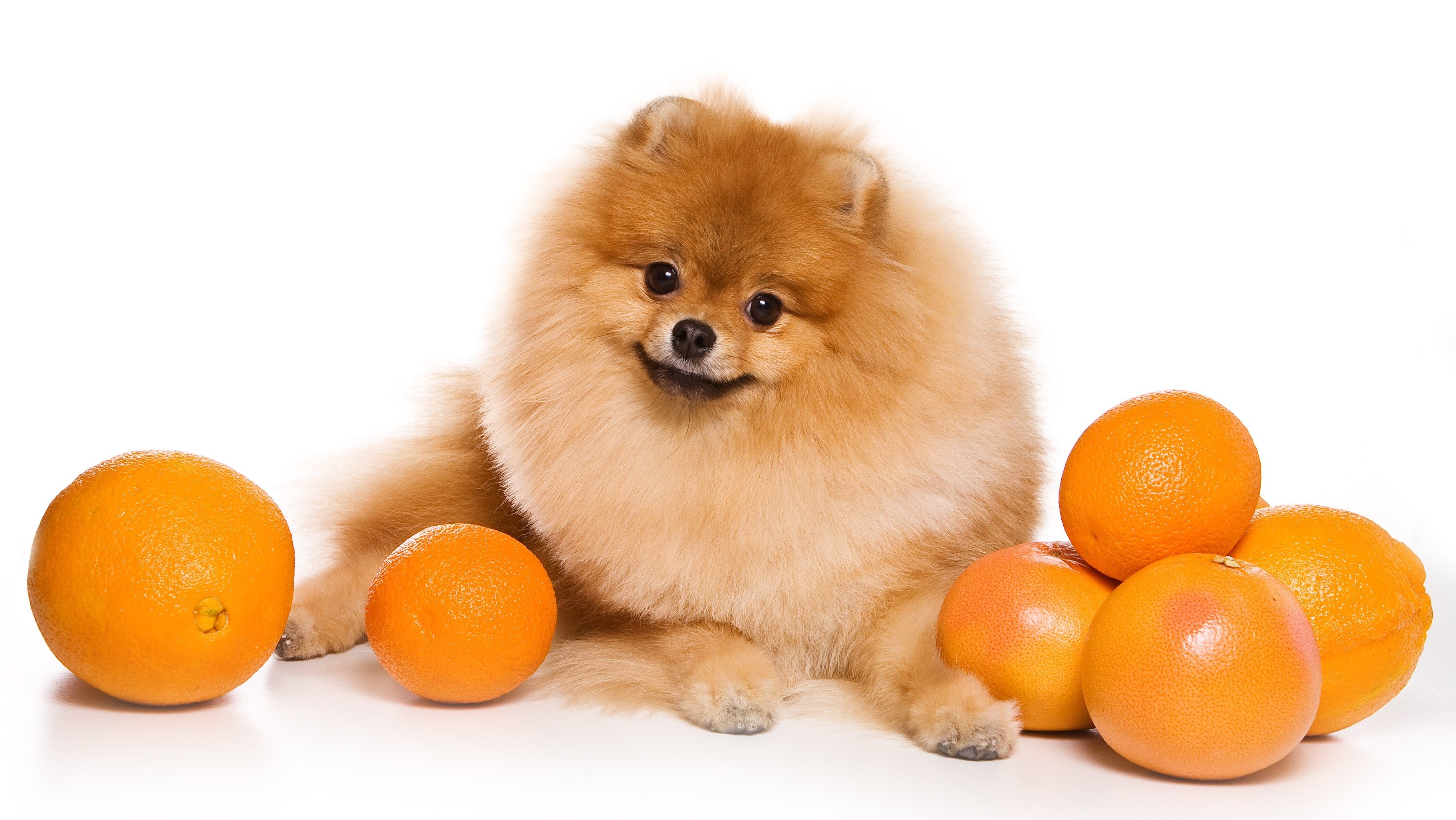 Can Dogs Eat Oranges and Mandarins?