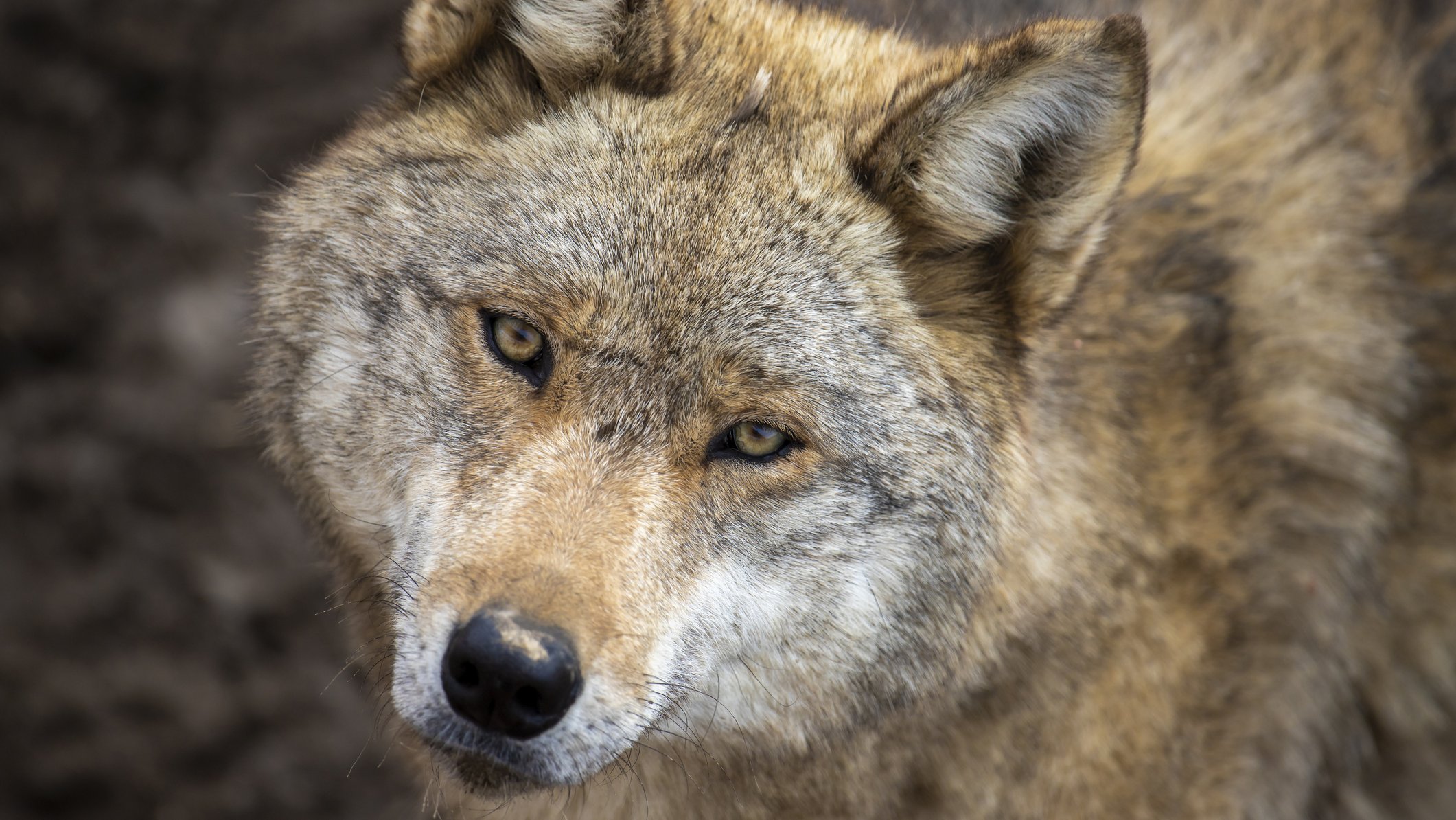 Your Dog May Also Have Wolf DNA: Even If You Are the Owner of a Chihuahua
