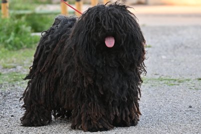 Puli: a hűség és a hatékony együttműködés mintapéldánya