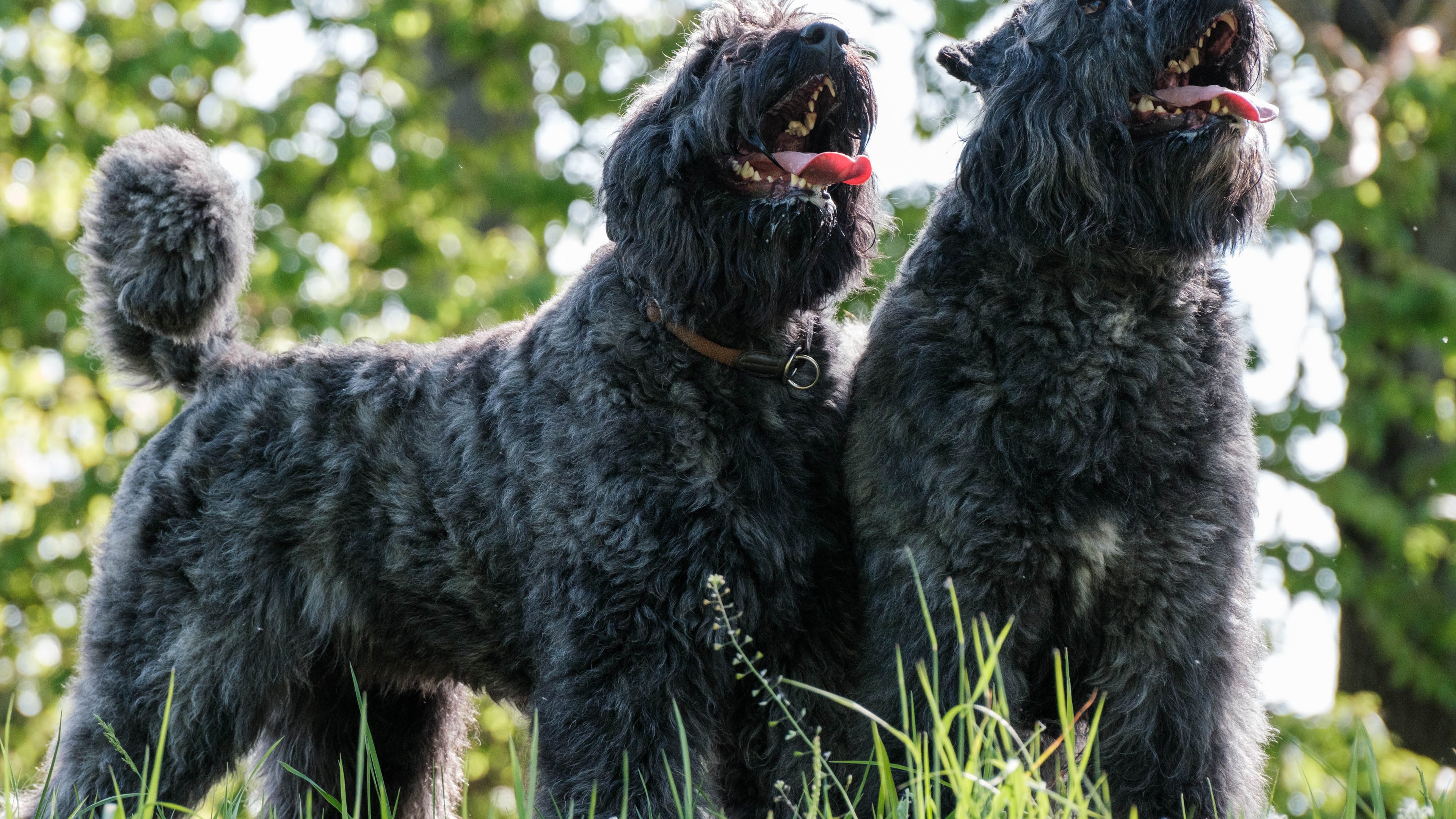 How To Keep And Care For An Intact Dog