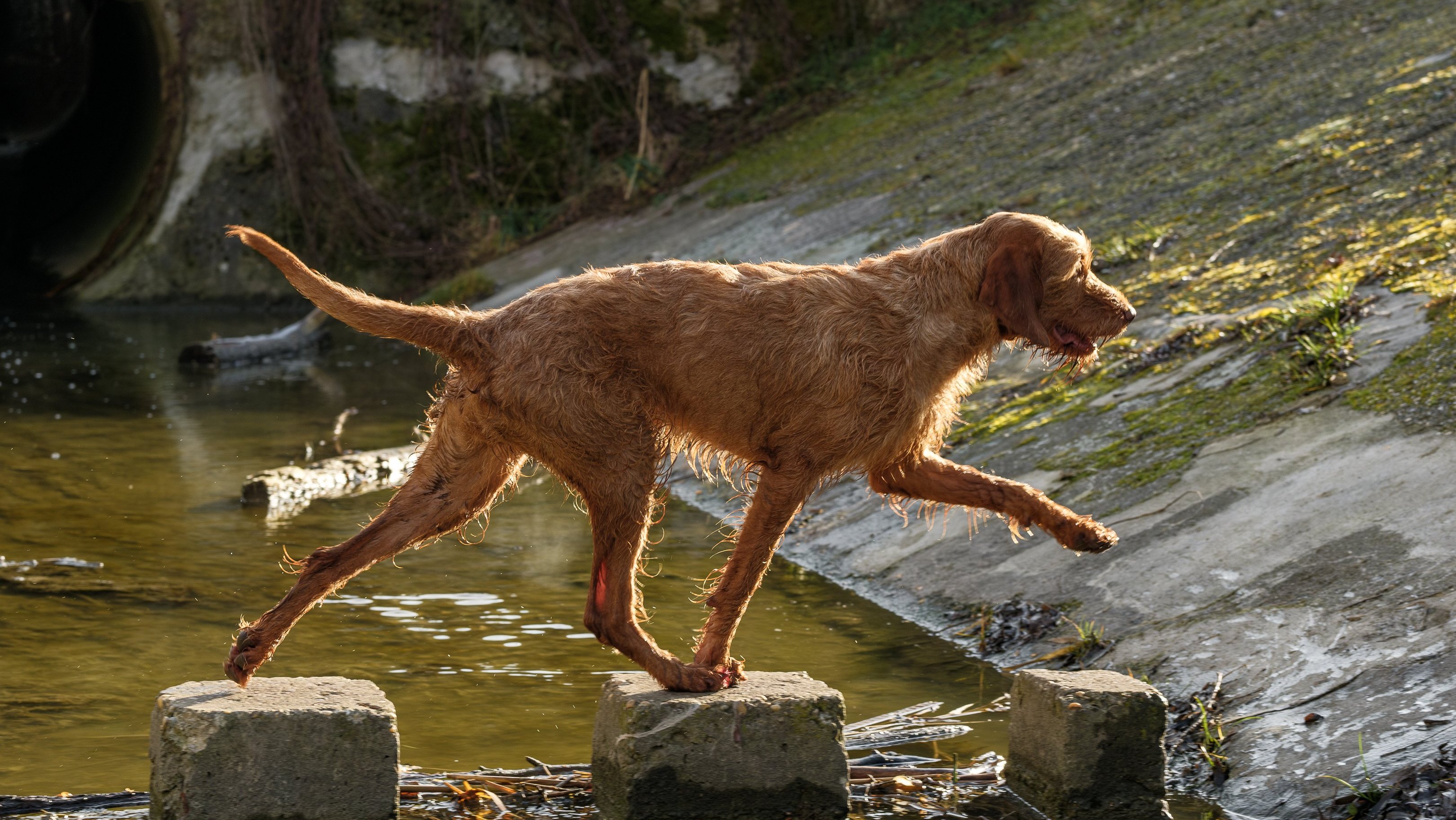 10 Dog Breeds With Webbed Paws