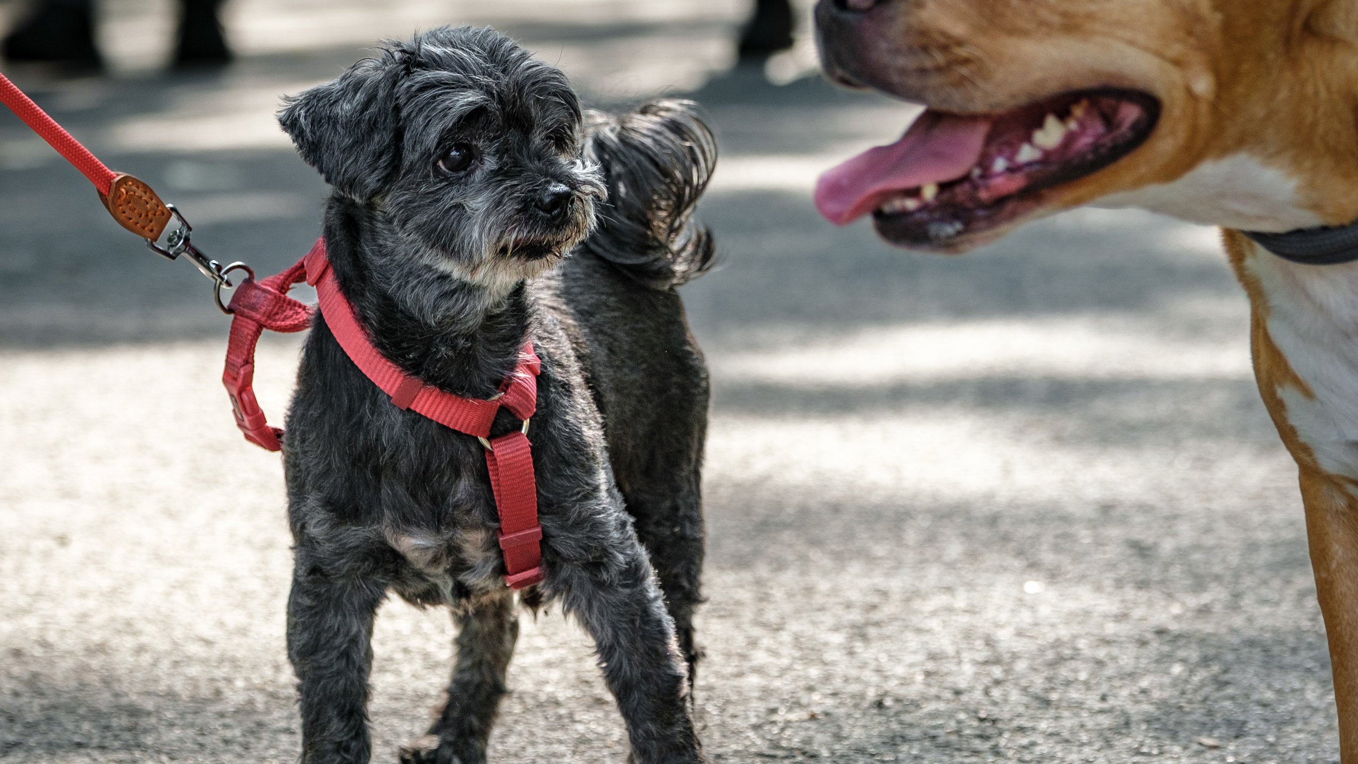 They Have Figured Out What Effect the Timing of Neutering Has on Dog’s ...