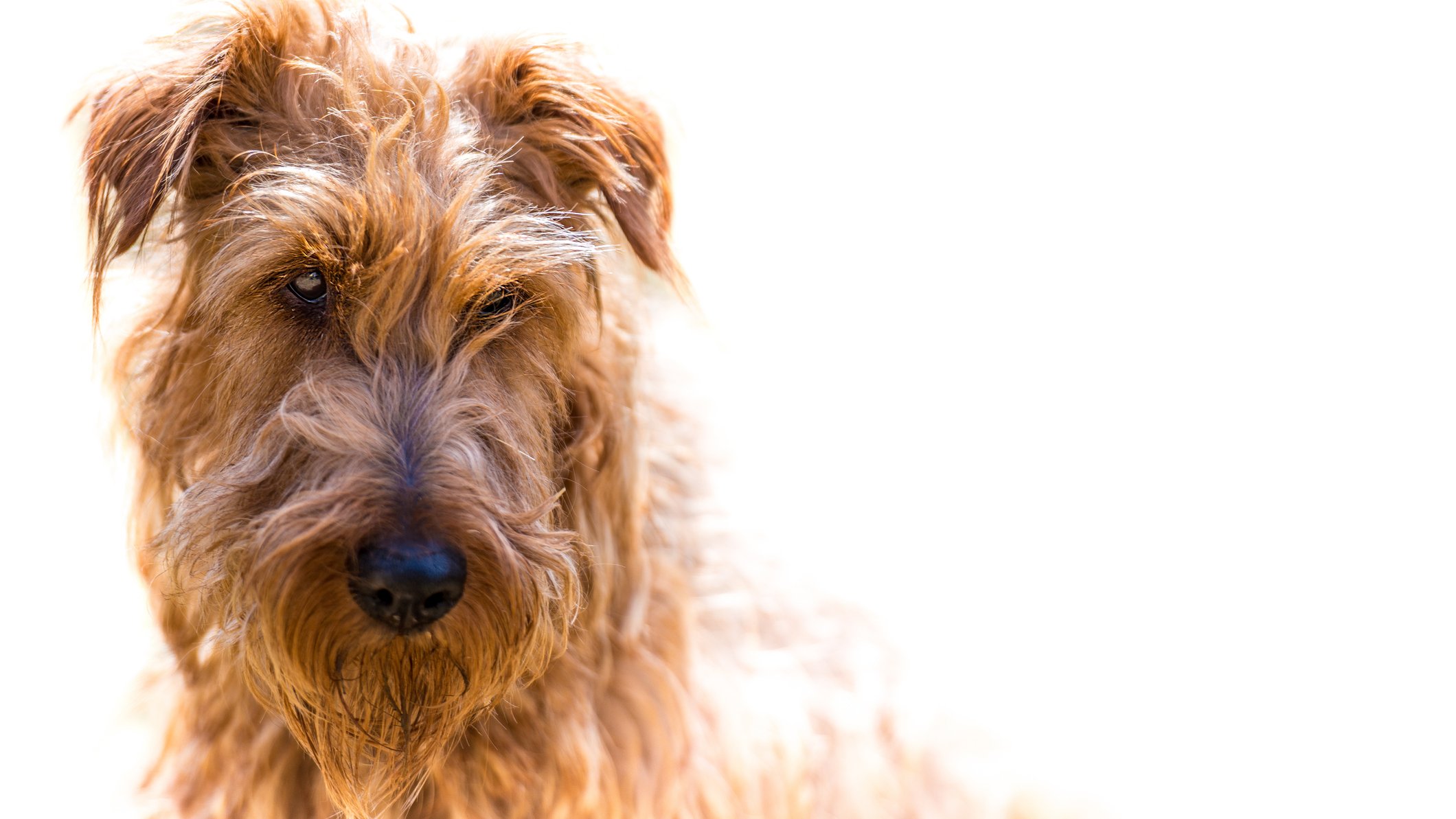 Philo, the monastery dog, fulfils such an important task
