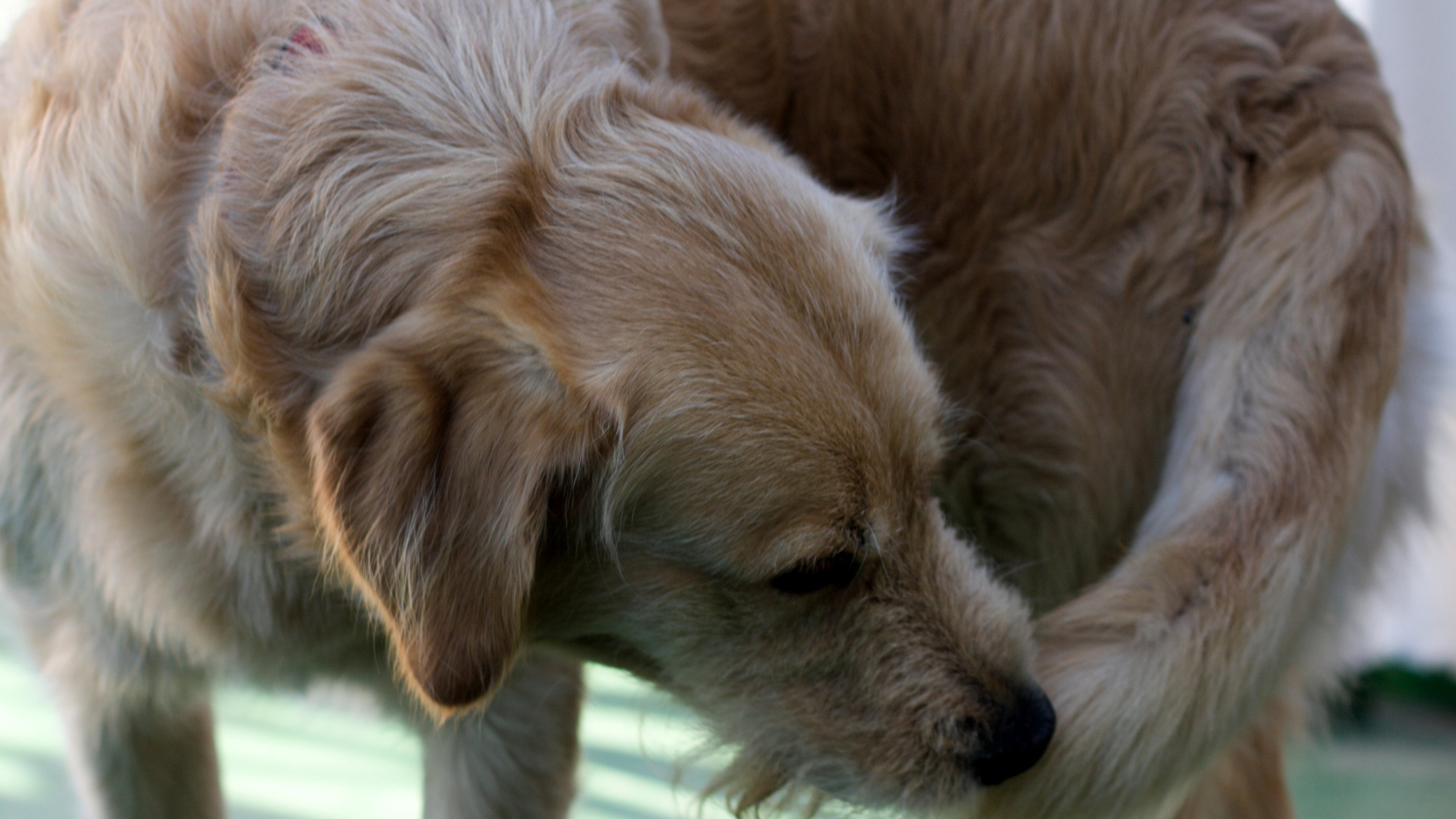 This is why dogs chase their tails: the phenomenon always points to a ...