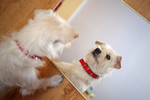 What do dogs see in the mirror? We reveal how they perceive themselves ...