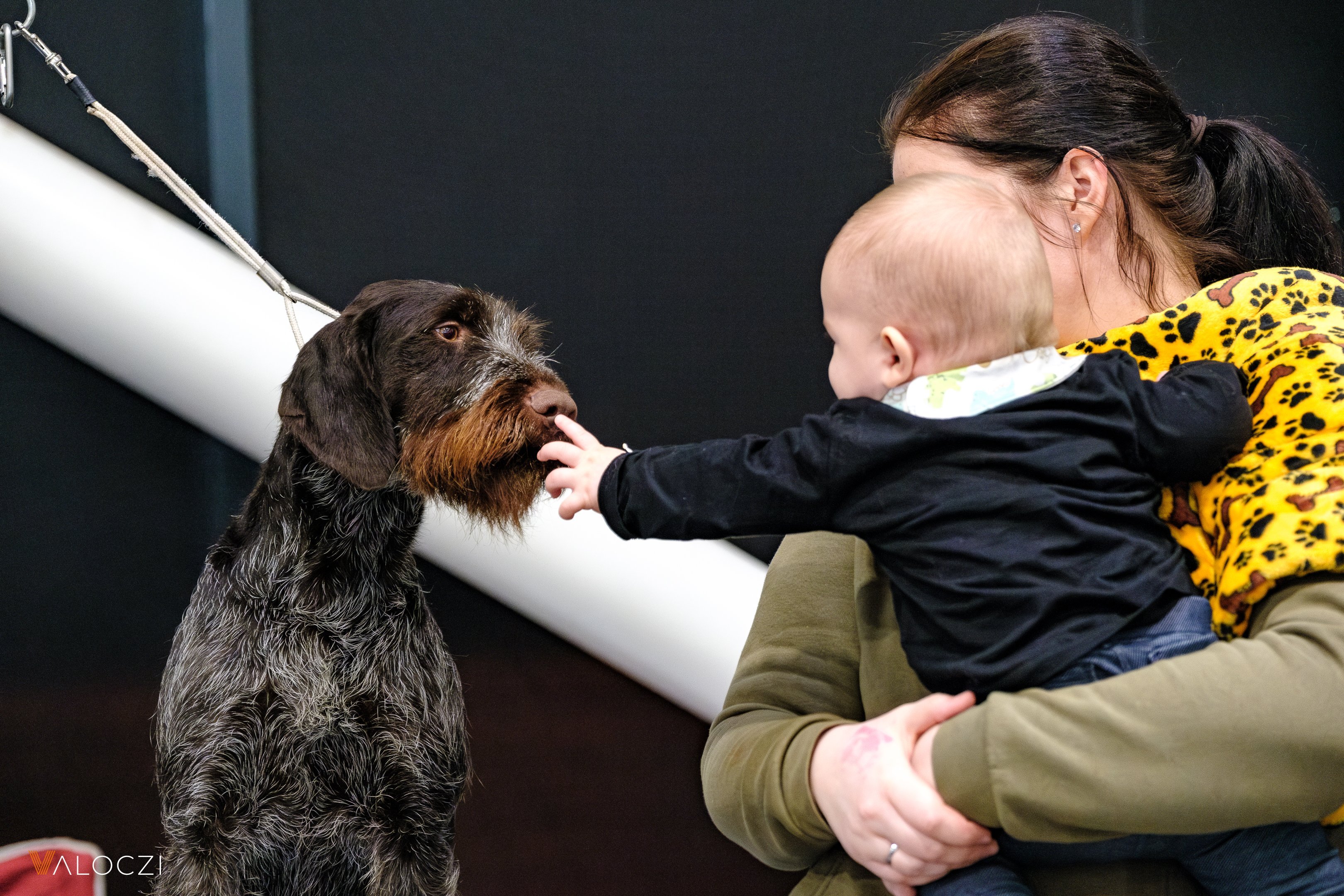Do Dogs Really Know Who's a Good Person and Who's Not? Tests Show ...