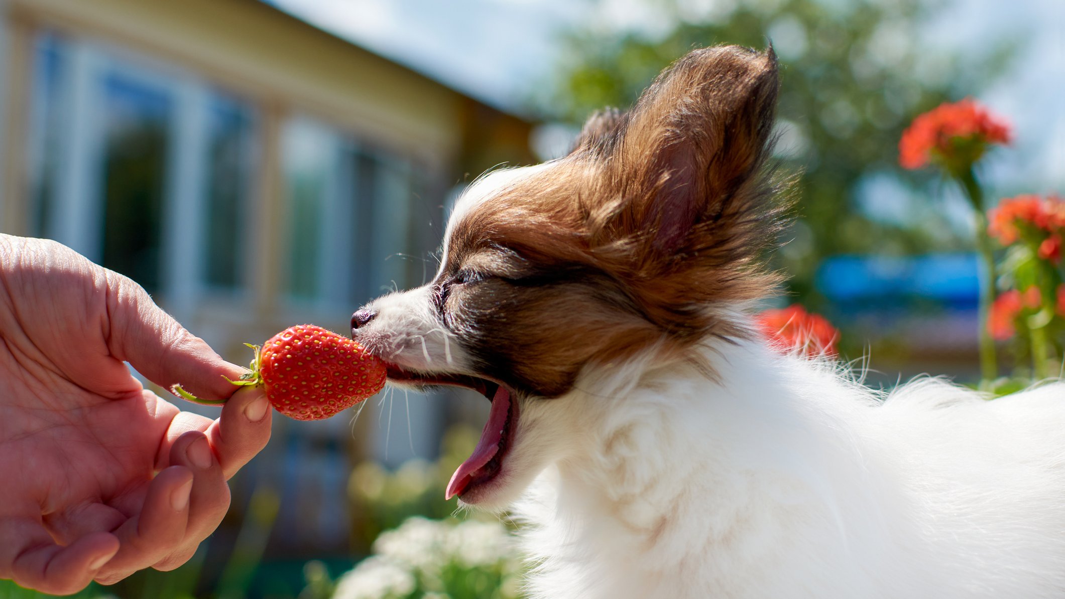 These summer fruits are safe for your dog