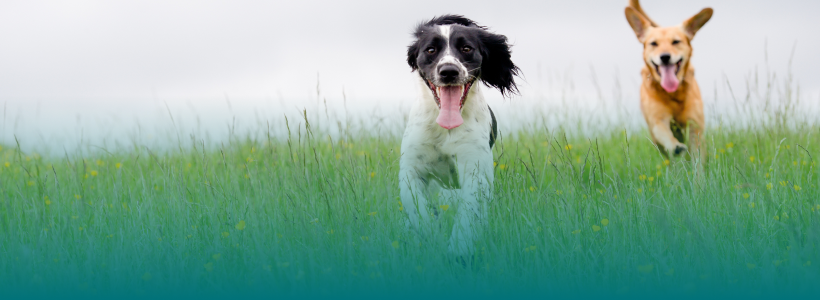 Health — We love Dogz