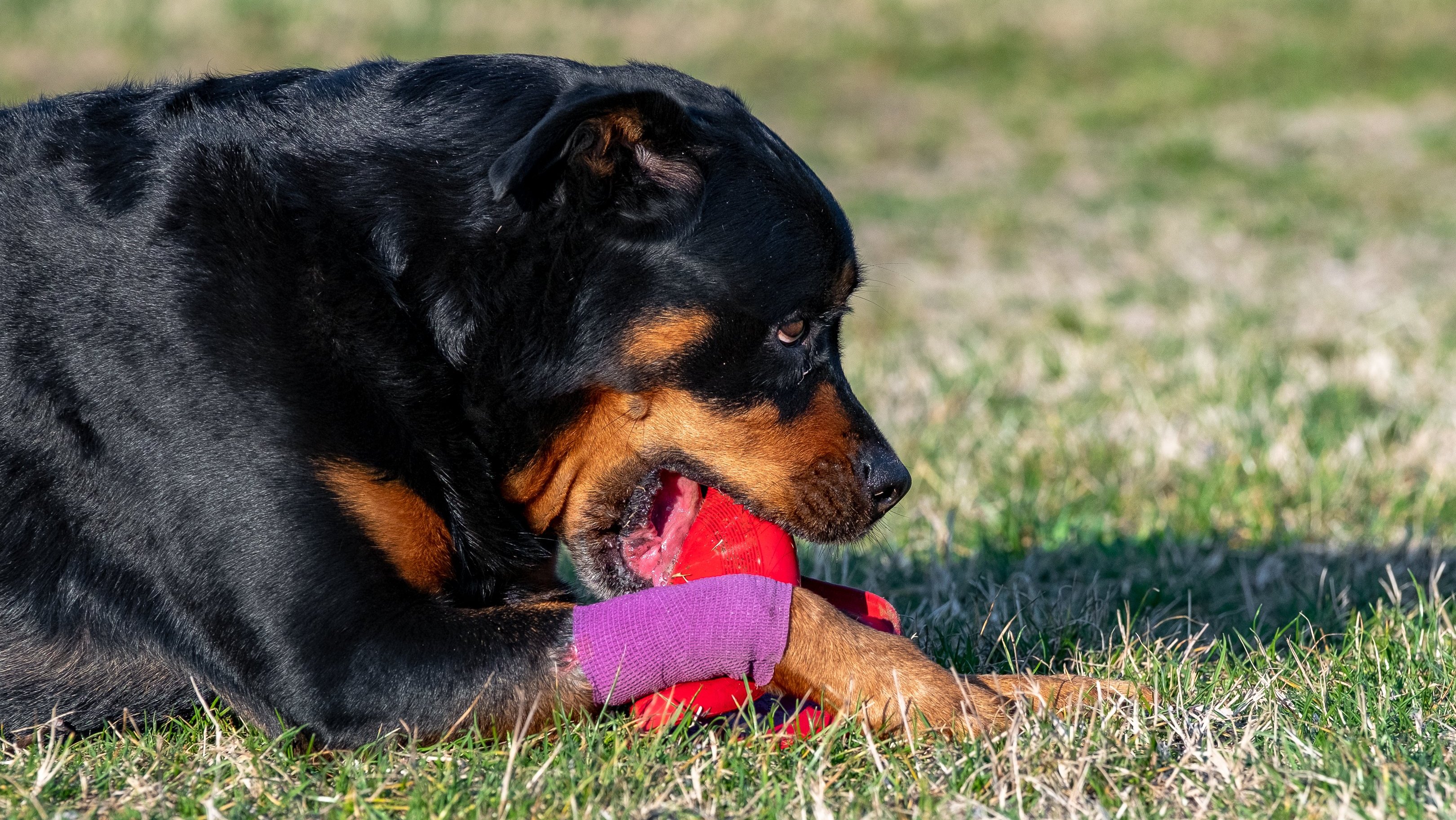Why Do Dogs Ruin Some of Their Toys?