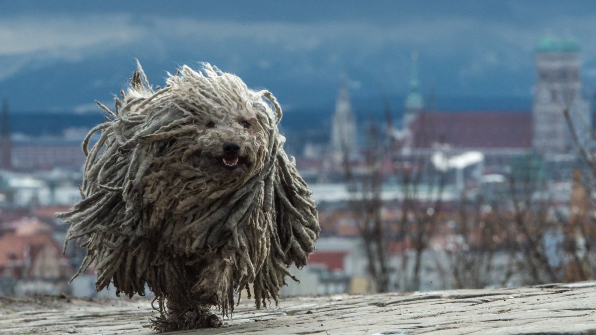 One of The World's Most Famous Puli Has Died